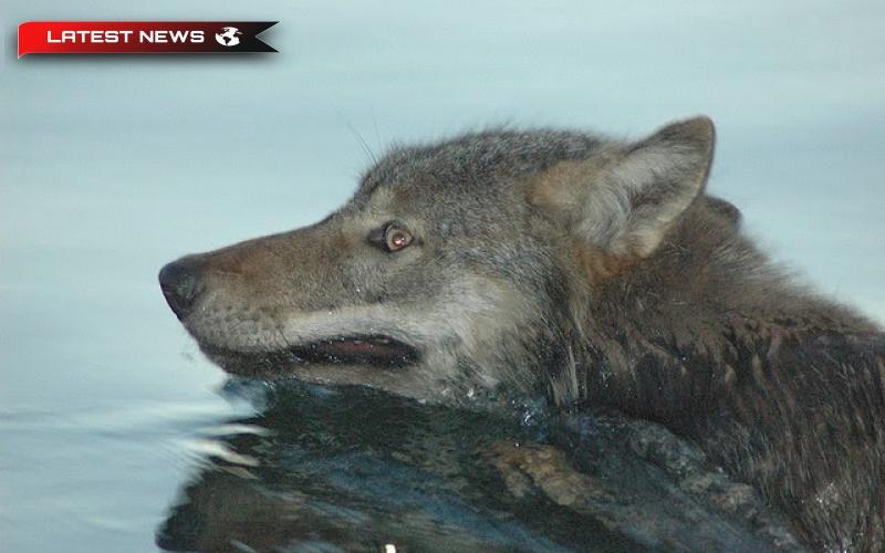Pagasitikos: Au Mers La Pescuit și Au Dat Peste Un Lup în Mare - Vezi ...